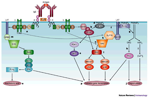 Asma Brônquica/Ativação dos Mastócitos mediadas pelo FCeRI :: Dr ...